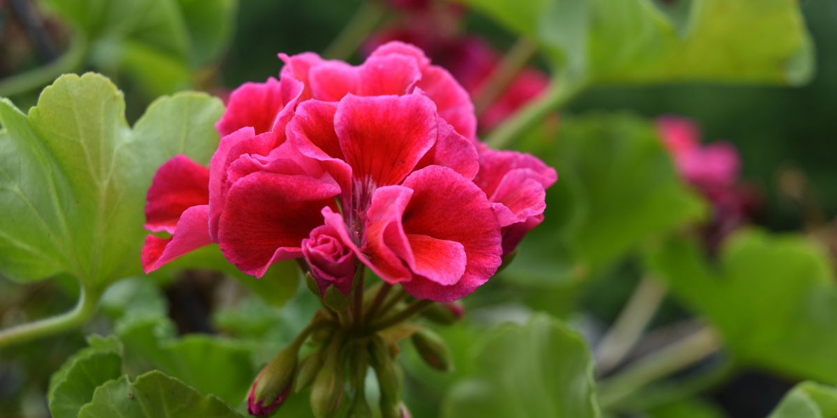 Quel géranium vivace longue floraison choisir pour son jardin ? - Angel ...
